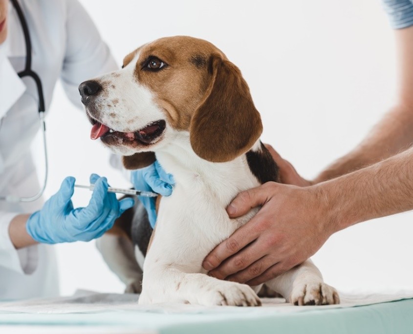 Empresa | Vetpharma | Medicamentos Veterinários